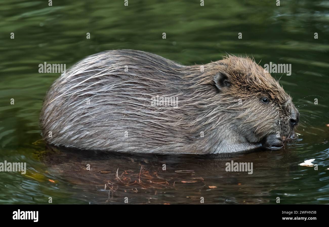 Beaver gnawing on a twig in a river in the united kingdom Stock Photo ...
