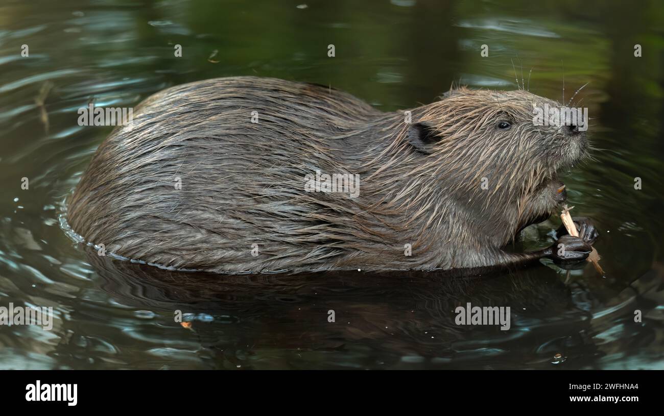 Beaver gnawing on a twig in a river in the united kingdom Stock Photo ...