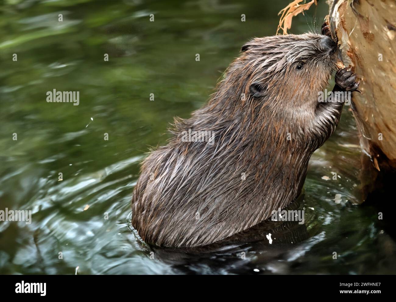 Beaver britain gnawing hi-res stock photography and images - Alamy