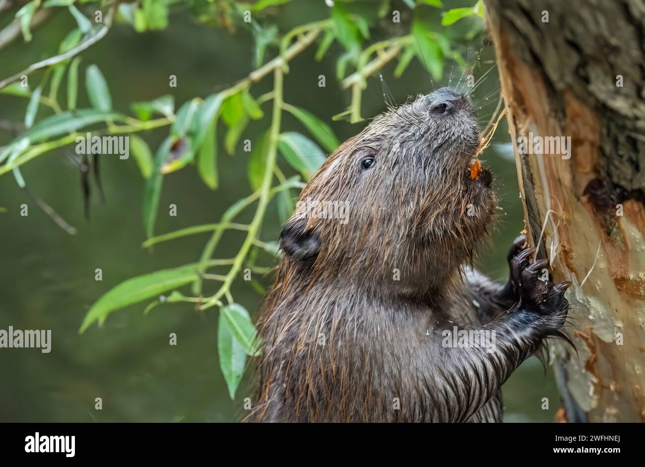 Beaver gnawing on a tree trunk beside a river in the united kingdom ...