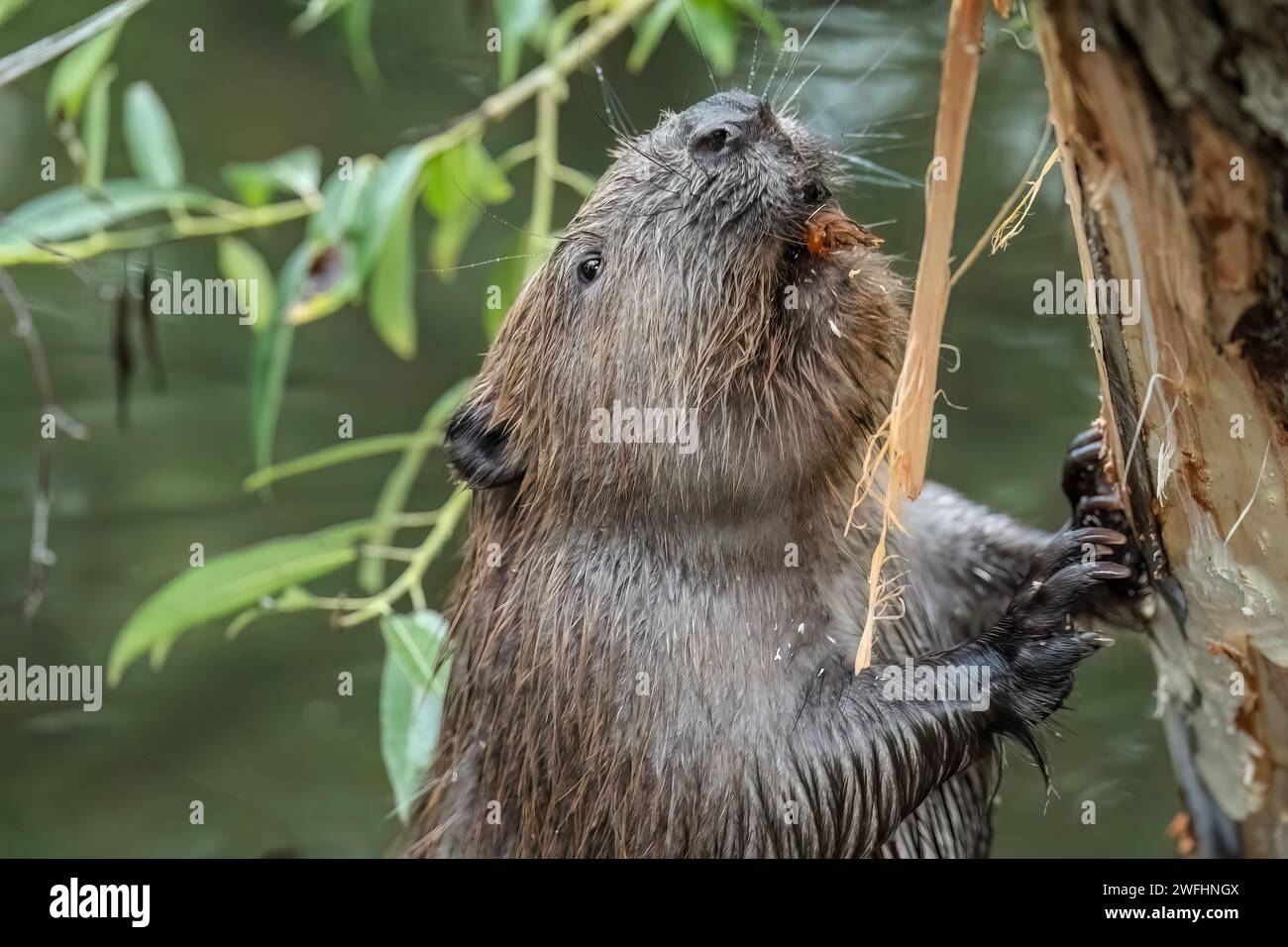 Beaver gnawing on a tree trunk beside a river in the united kingdom ...