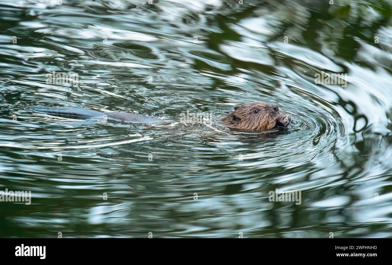Beaver swimming in a river in the united kingdom Stock Photo - Alamy