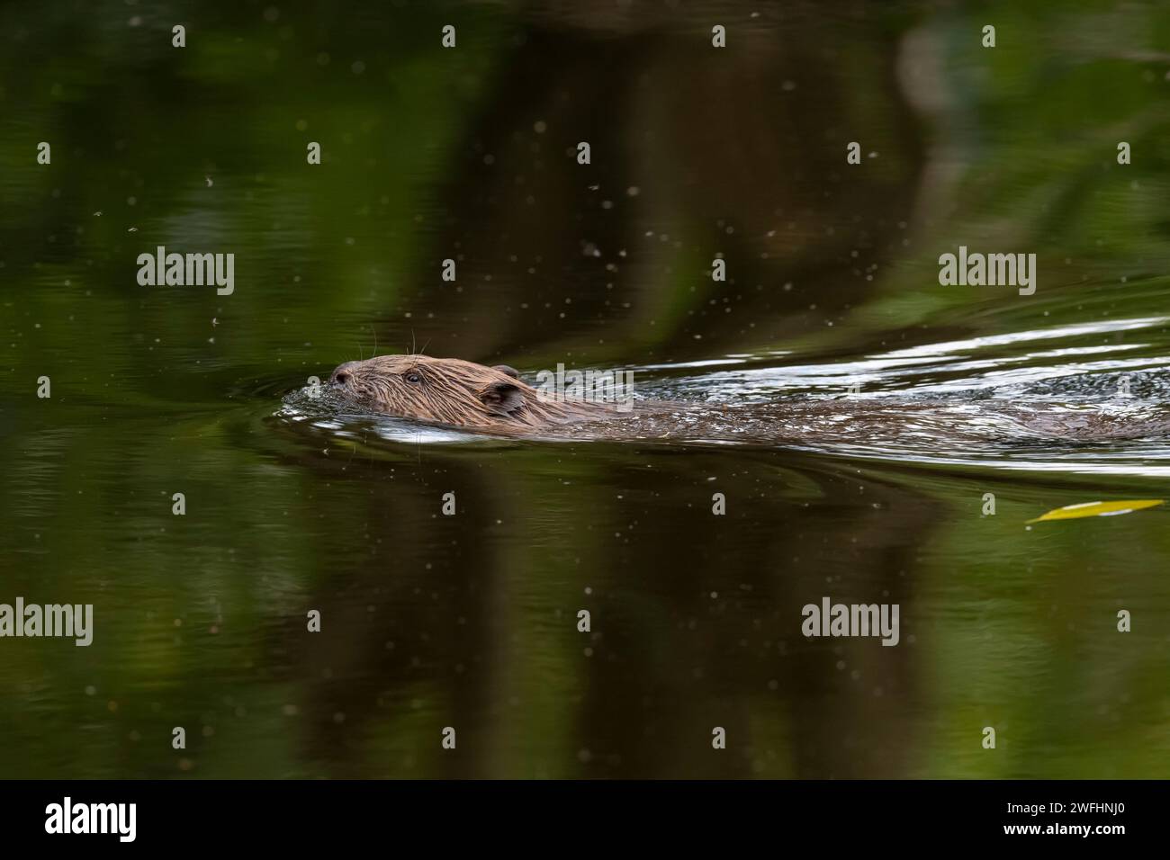 Beaver swimming in a river in the united kingdom Stock Photo - Alamy
