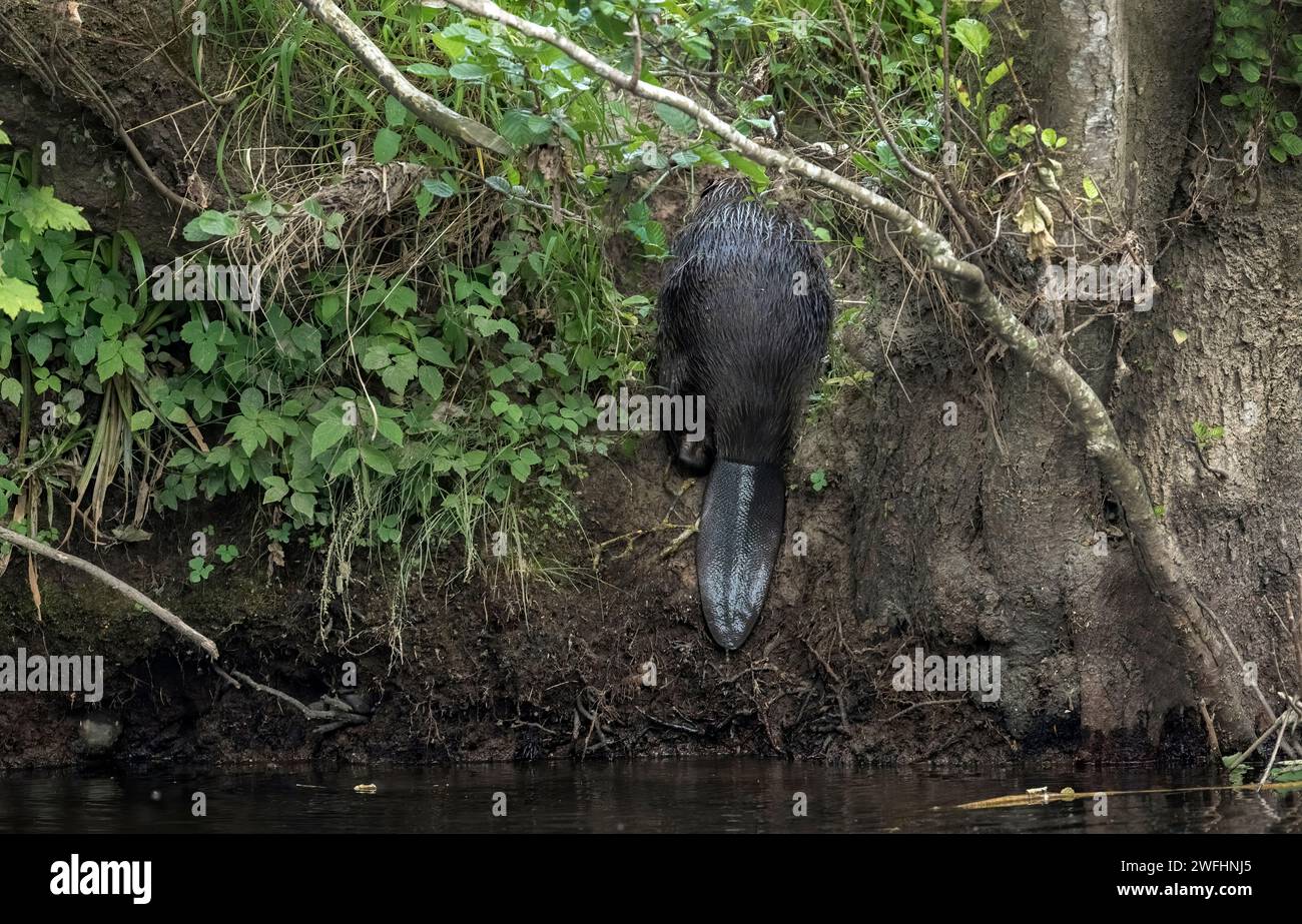 Beaver tail close up hi-res stock photography and images - Alamy