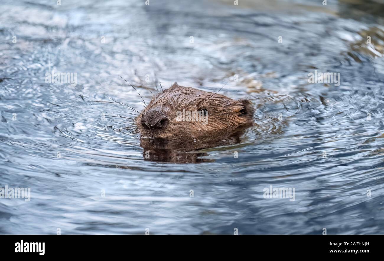 Beaver swimming in a river in the united kingdom Stock Photo - Alamy