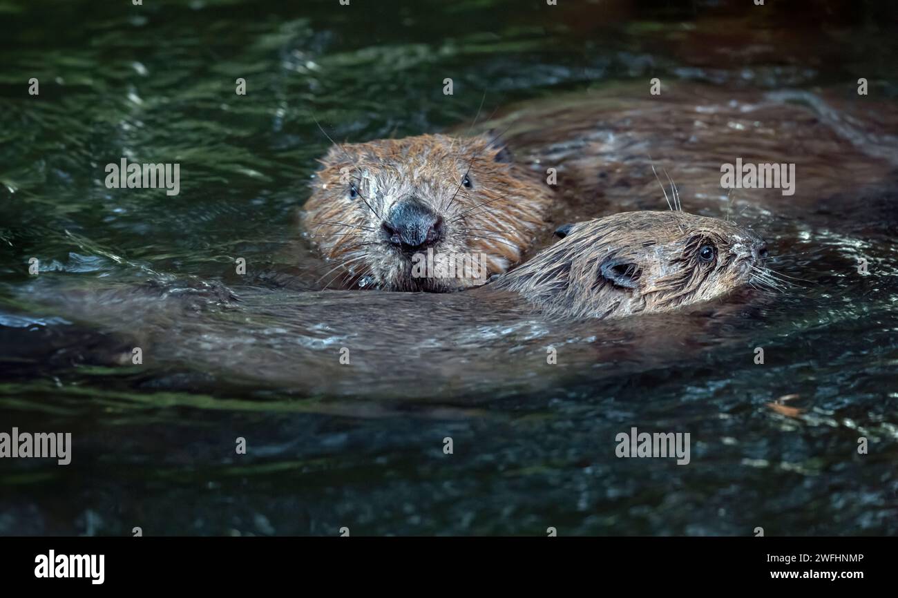 Beaver juveniles playing together in a river in Scotland in the summer ...