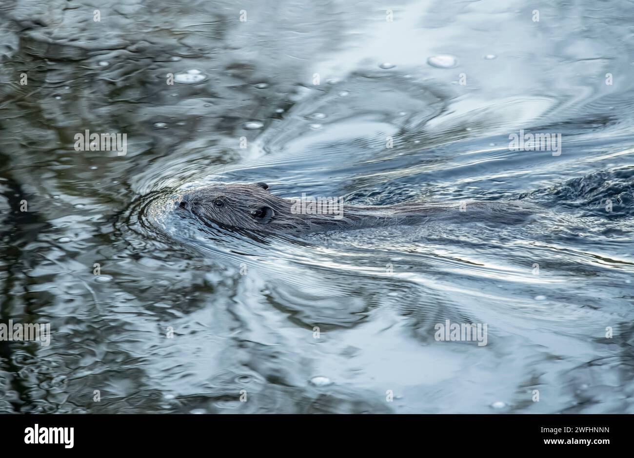 Beaver swimming in a river in the united kingdom Stock Photo - Alamy