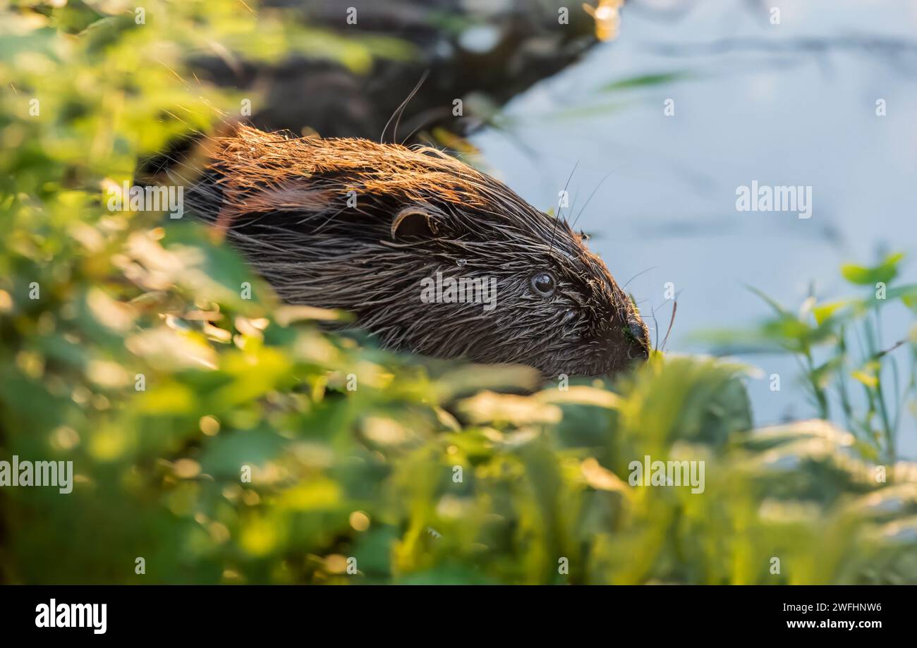 Uk beaver close up hi-res stock photography and images - Alamy