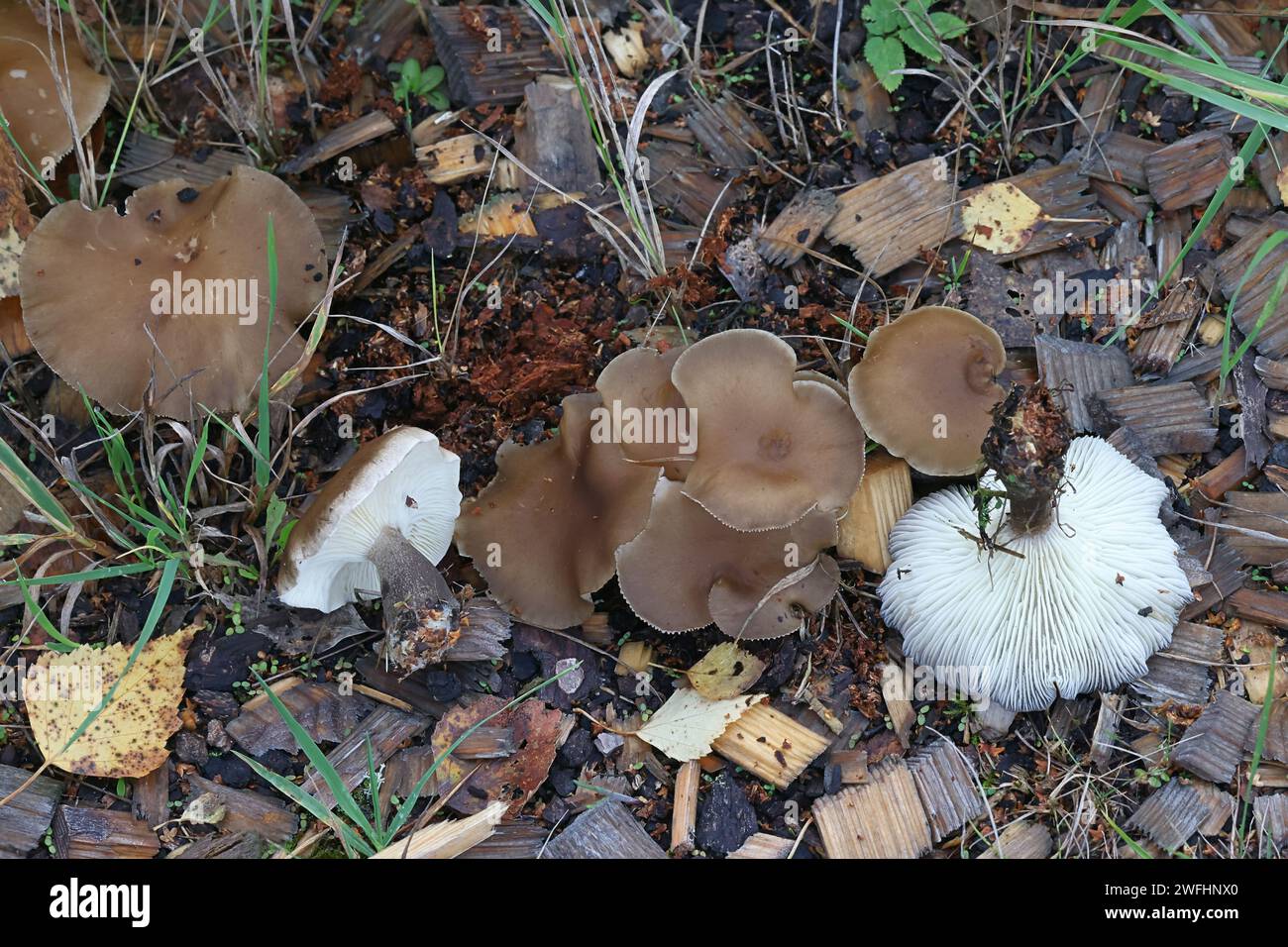 Ampulloclitocybe clavipes, also called Clitocybe clavipes, commonly ...