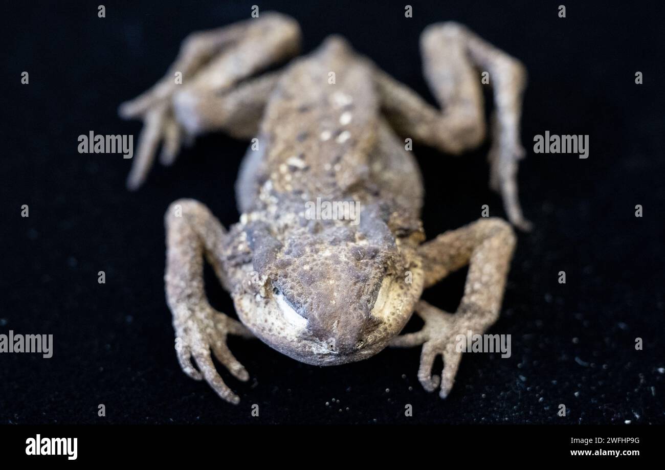 31 January 2024, Saxony-Anhalt, Halle (Saale): A mummified frog (around ...