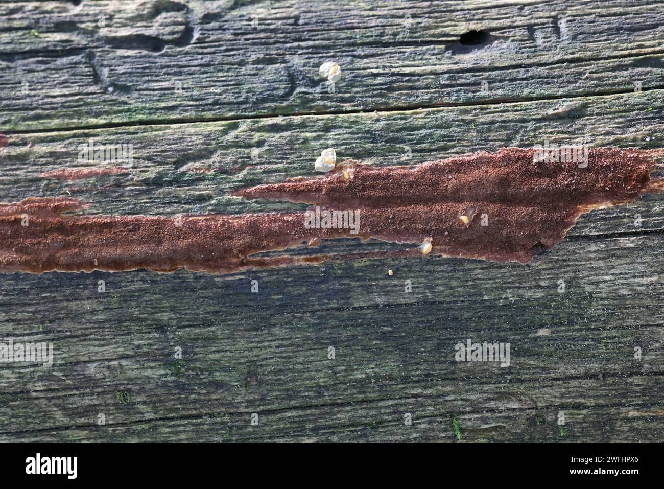 Phellinidium hi-res stock photography and images - Alamy