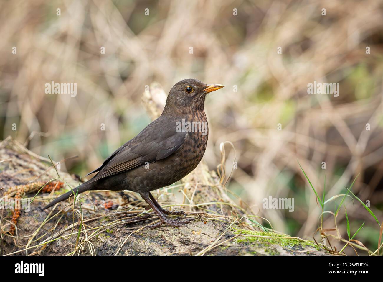 Side view close up of a wild, female blackbird (Turdus merula) standing ...