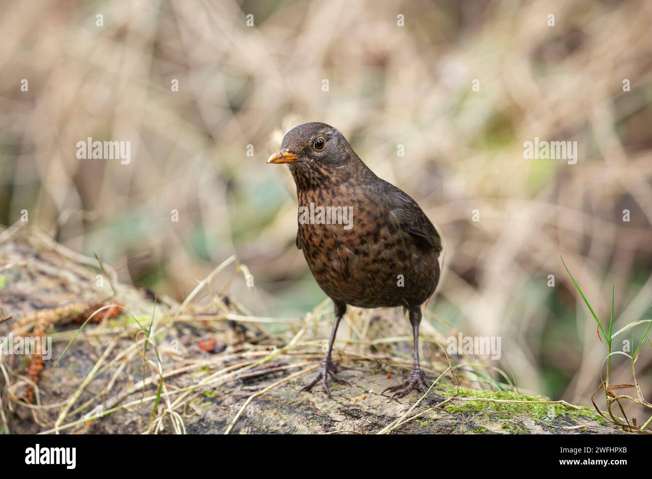 Front close up of a wild, UK female blackbird (Turdus merula) isolated ...