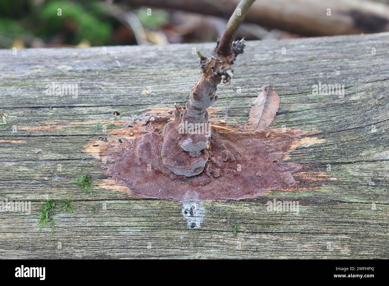 Phellinidium hi-res stock photography and images - Alamy