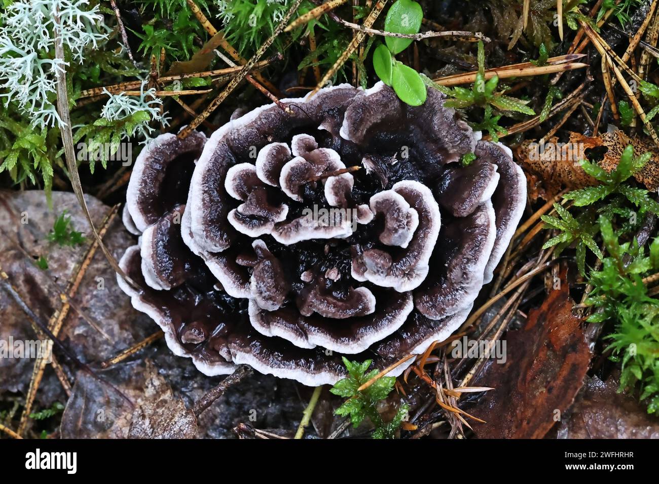 Phellodon connatus, commonly known as grey tooth, wild fungus from ...