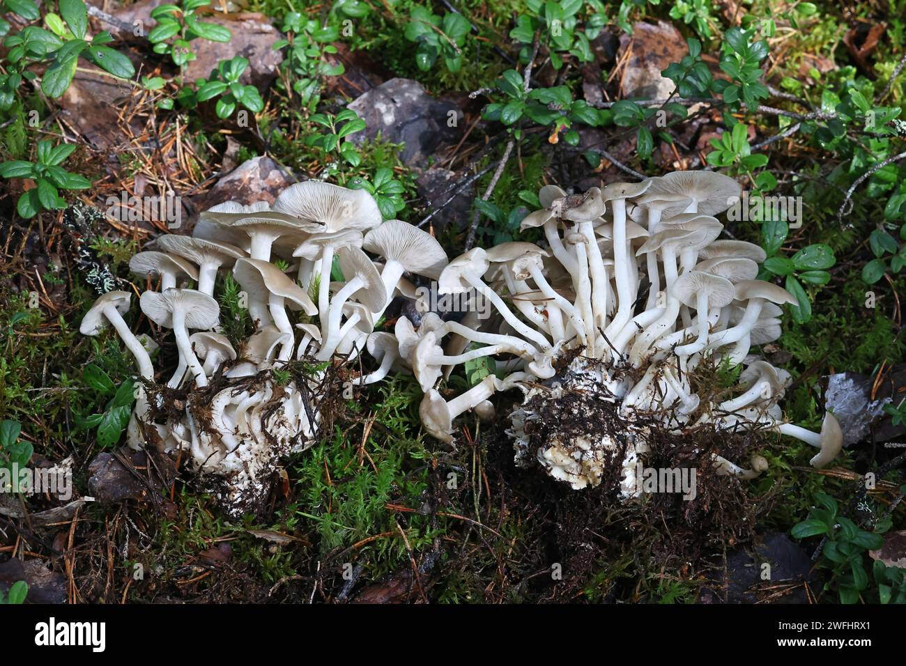Lyophyllum fumosum, sometimes called the fried chicken mushroom, wild ...