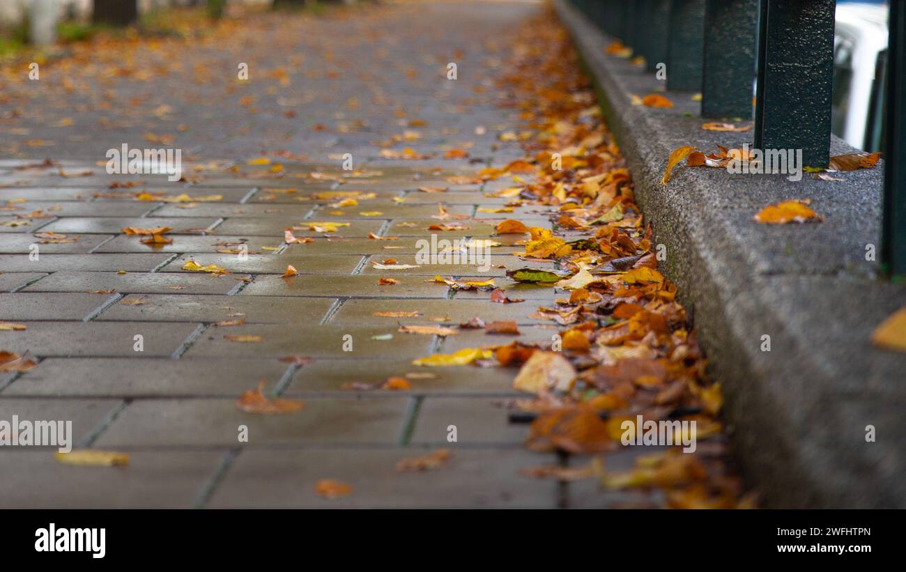 falling leaves on the street, raining day, season change in Amsterdam ...