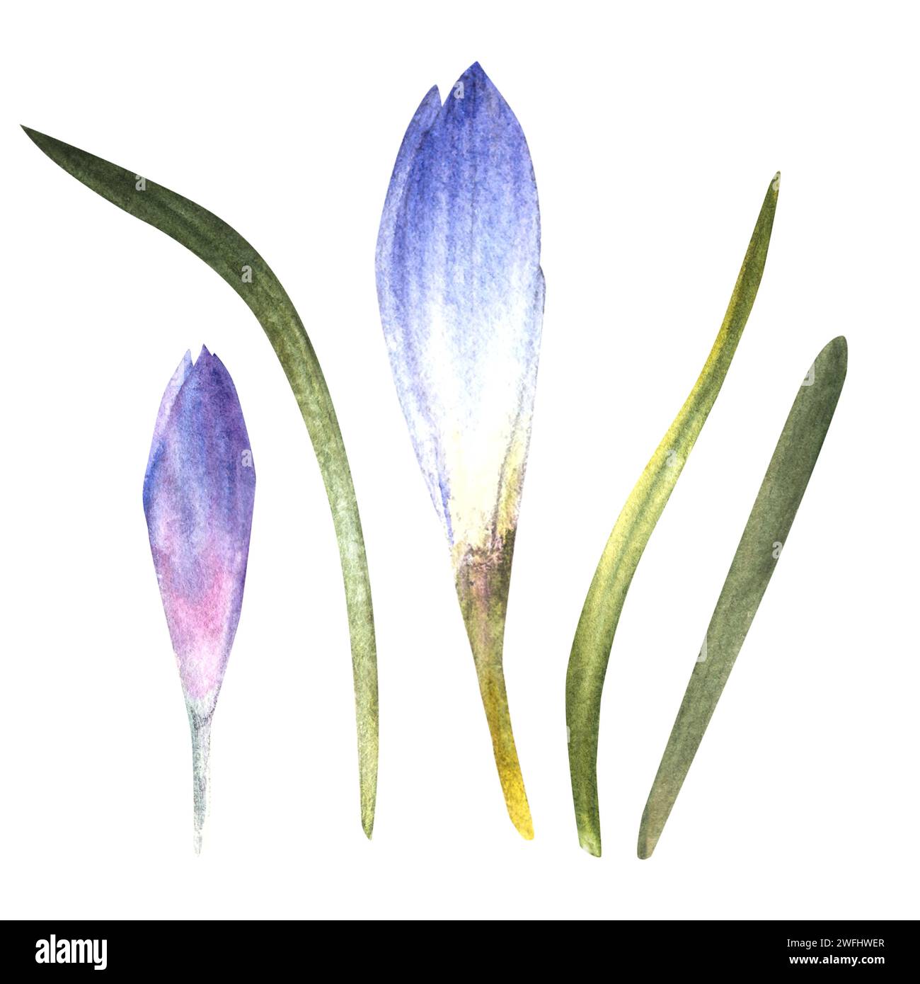 Watercolor early spring flowers, blue violet crocuses, primary flowers ...