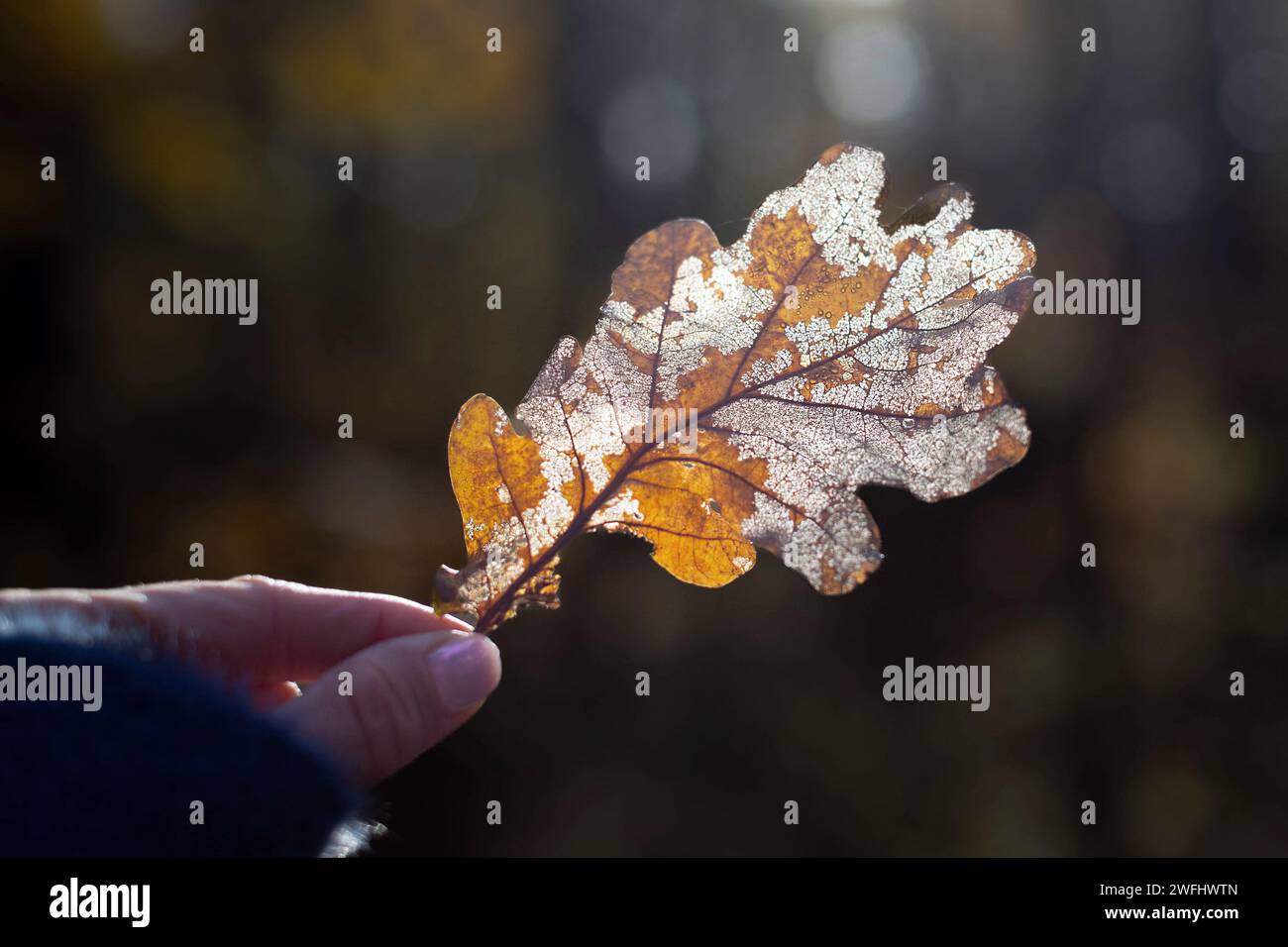 Woman hand leaf tree hi-res stock photography and images - Alamy