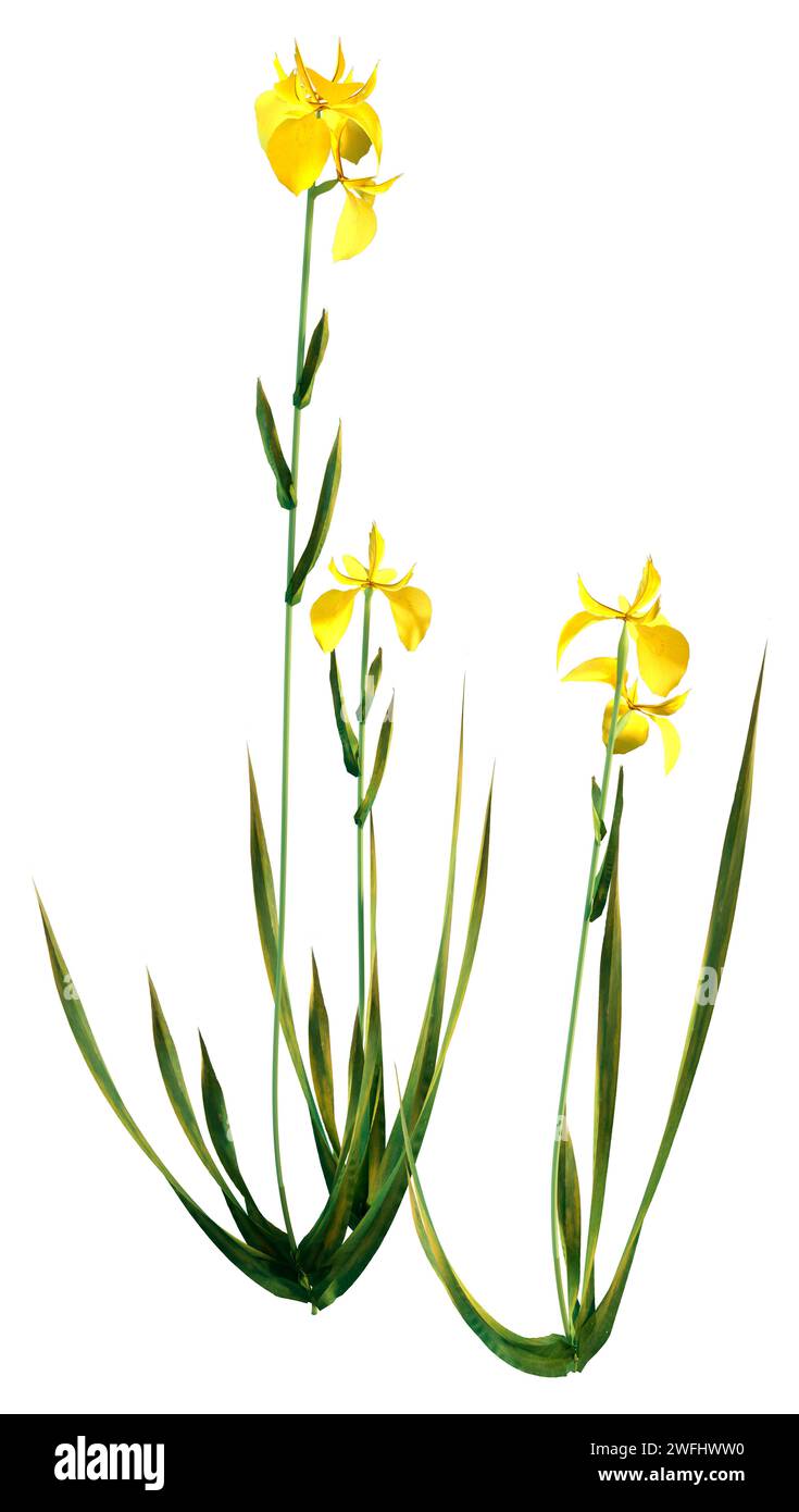 3D rendering of water iris flowers isolated on white background Stock ...