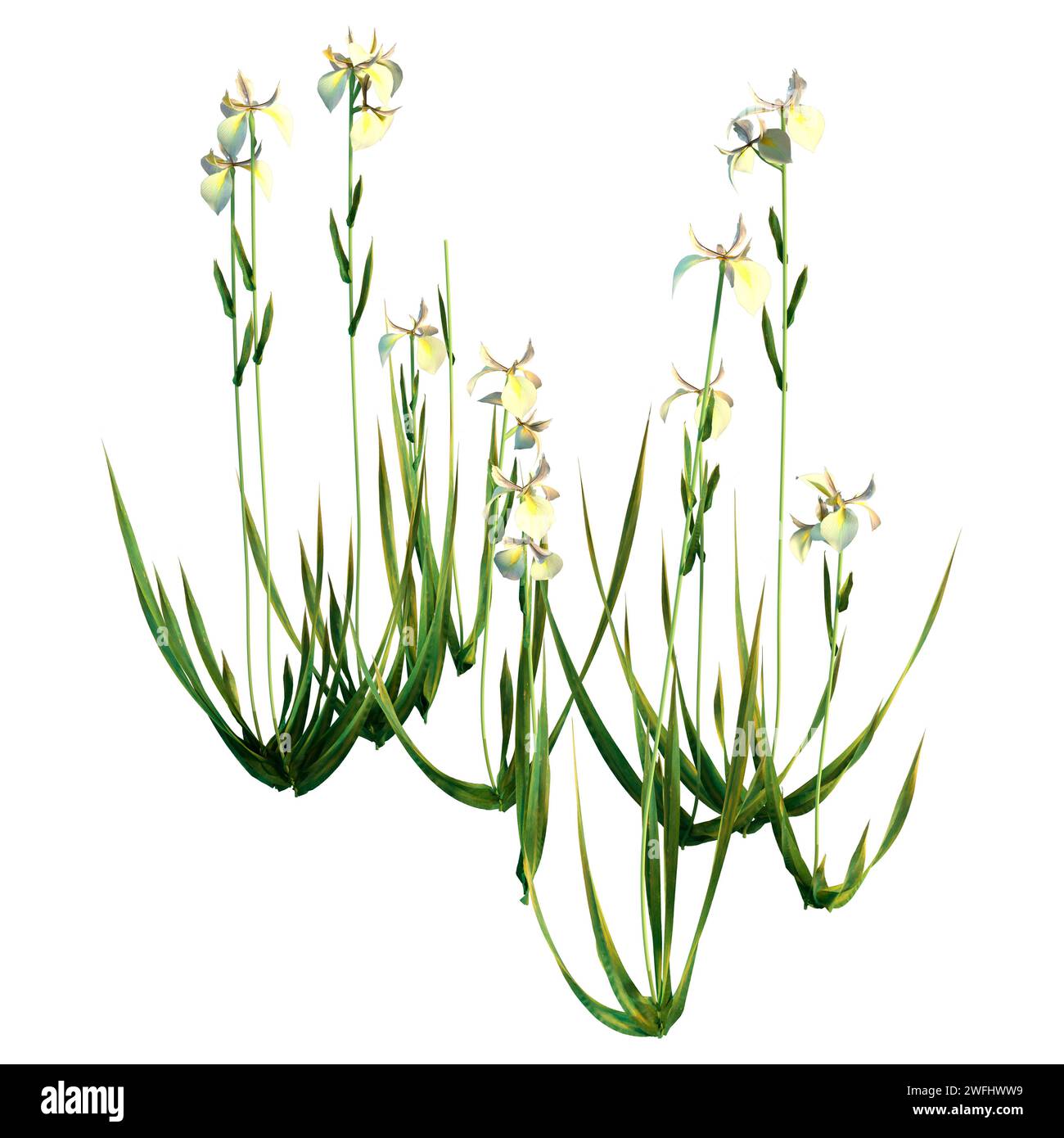3D rendering of water iris flowers isolated on white background Stock ...