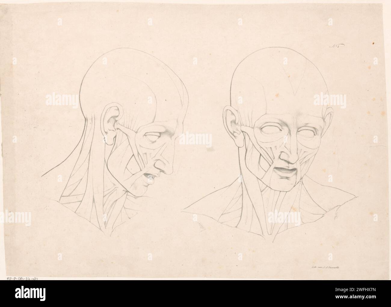 Numbered human muscles hi-res stock photography and images - Alamy