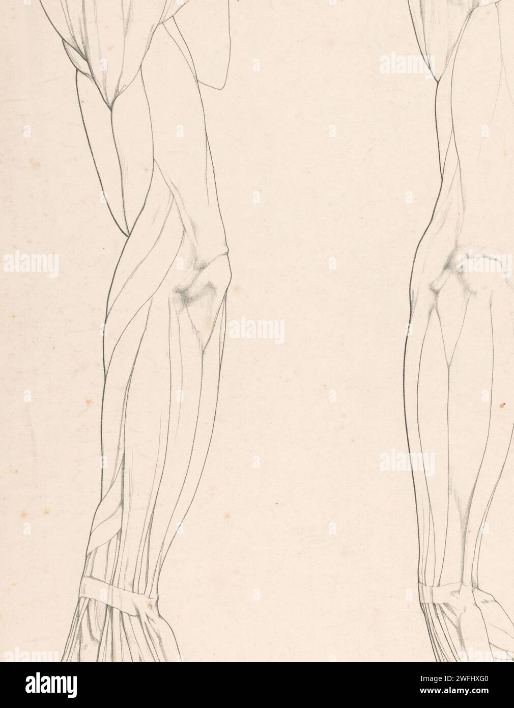 Anatomy depicted hi-res stock photography and images - Alamy