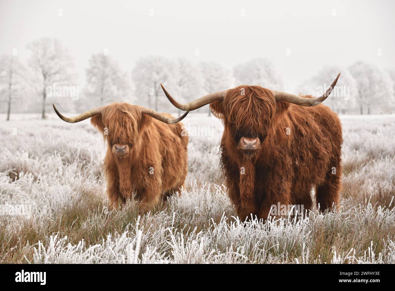 Scottish highlanders in a natural winter landscape Stock Photo - Alamy