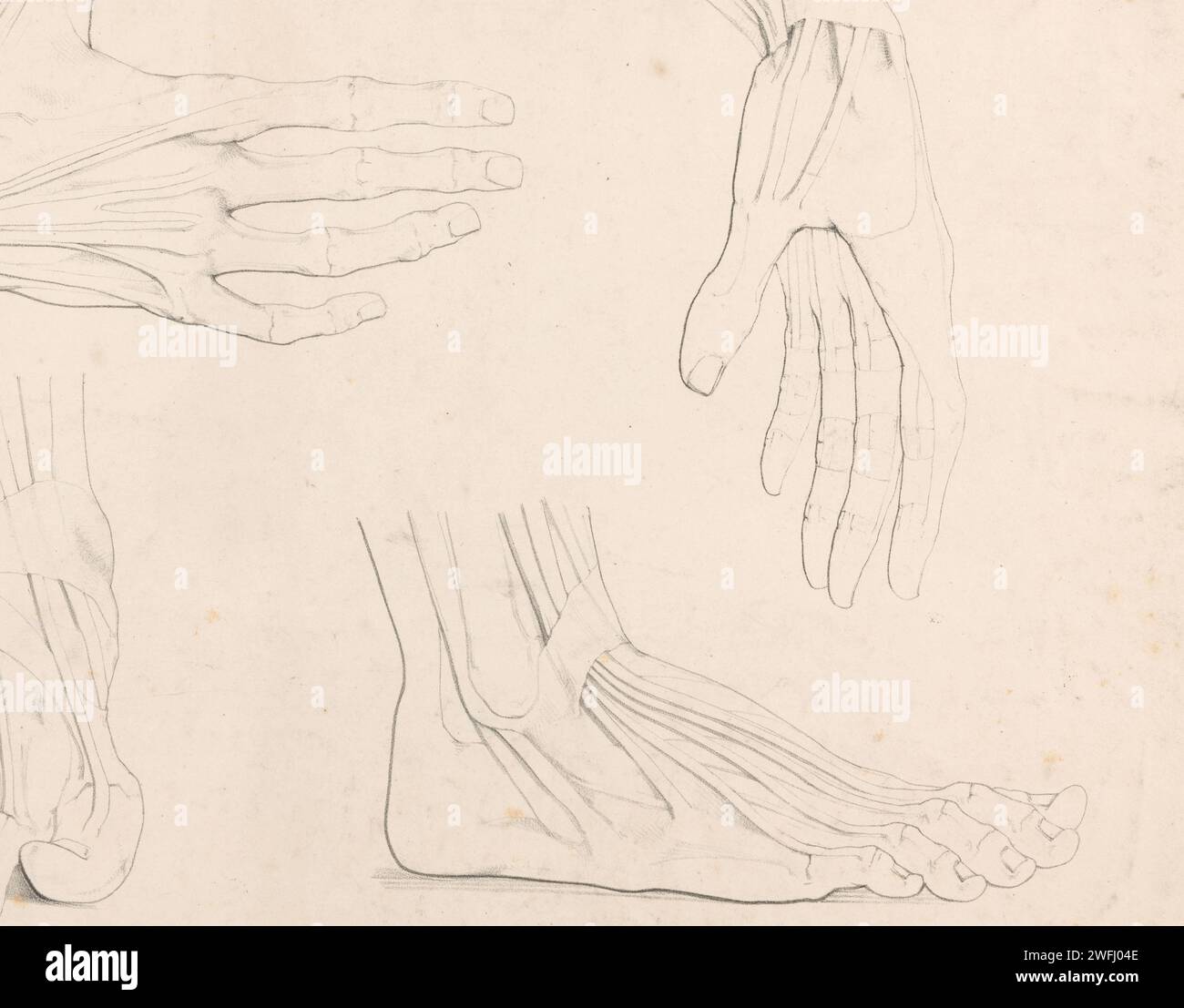 Ticky example with hands and feet, Jean Augustin Daiwaille, 1820 - 1833 ...