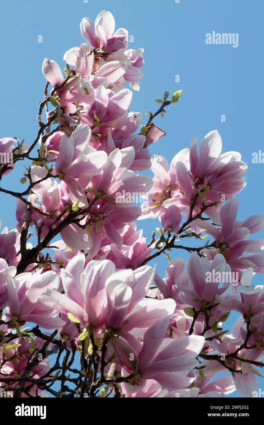 Magnolia tree in bloom hi-res stock photography and images - Alamy
