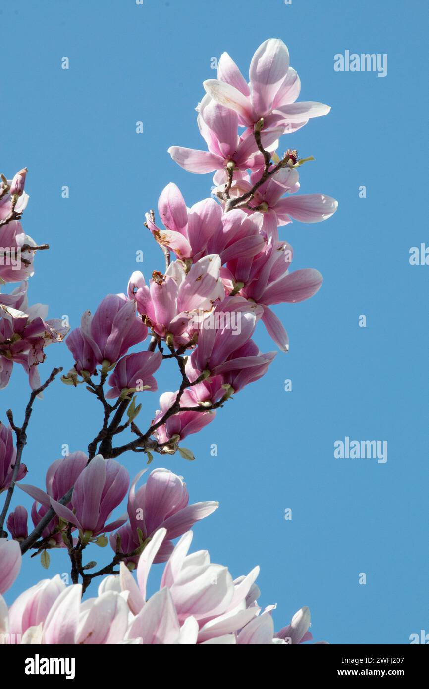 Magnolia tree in bloom hi-res stock photography and images - Alamy