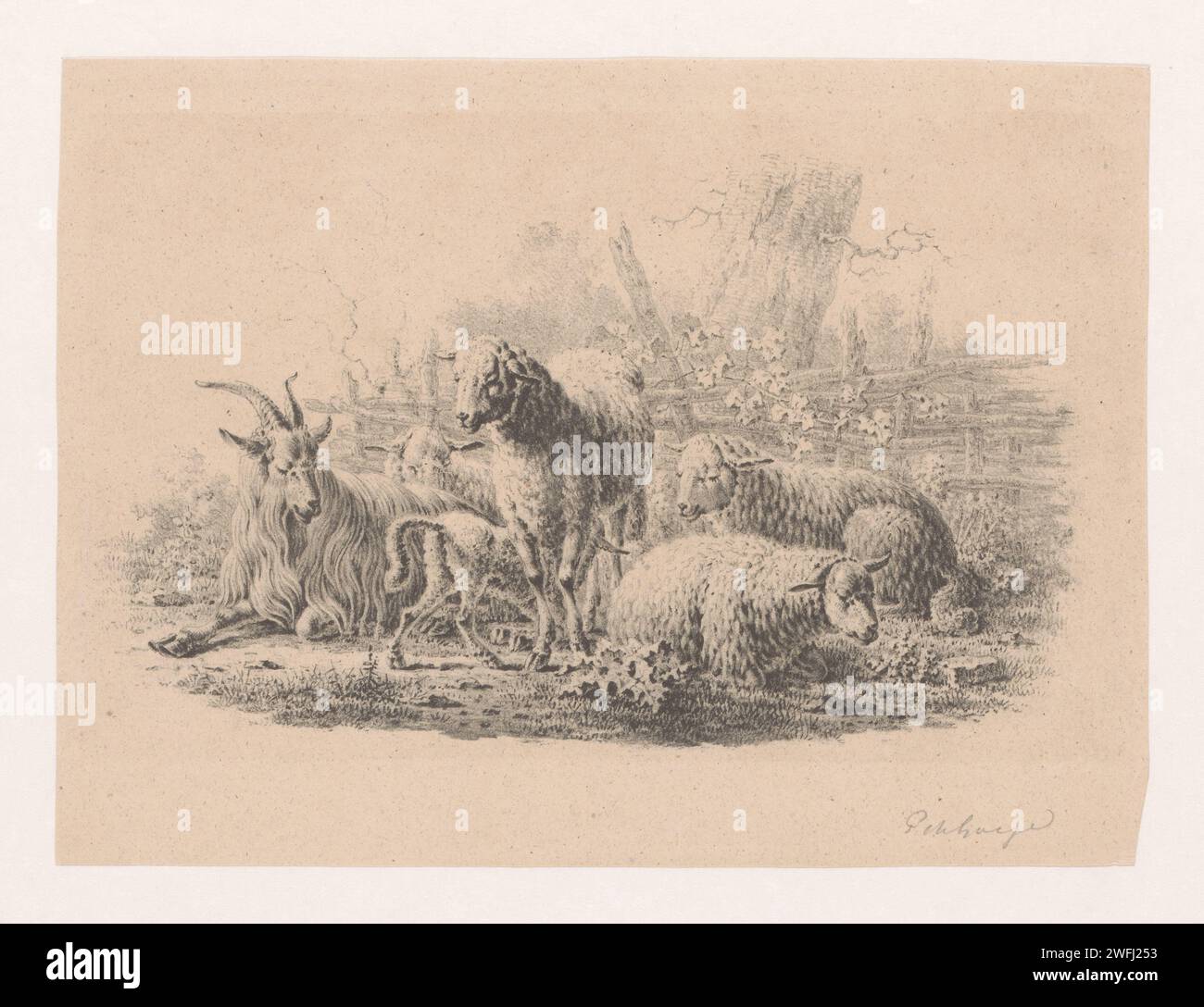 Goat buck, five sheep and a lamb, Pieter de Goeje, 1809 - 1859 print ...