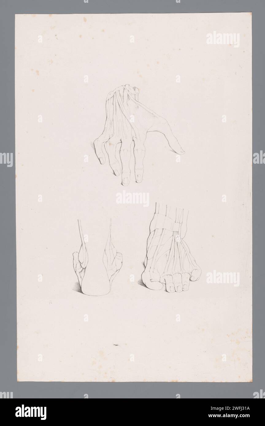 Three anatomies of a hand and foot, L. Tilger, 1828 - 1830 print Part ...
