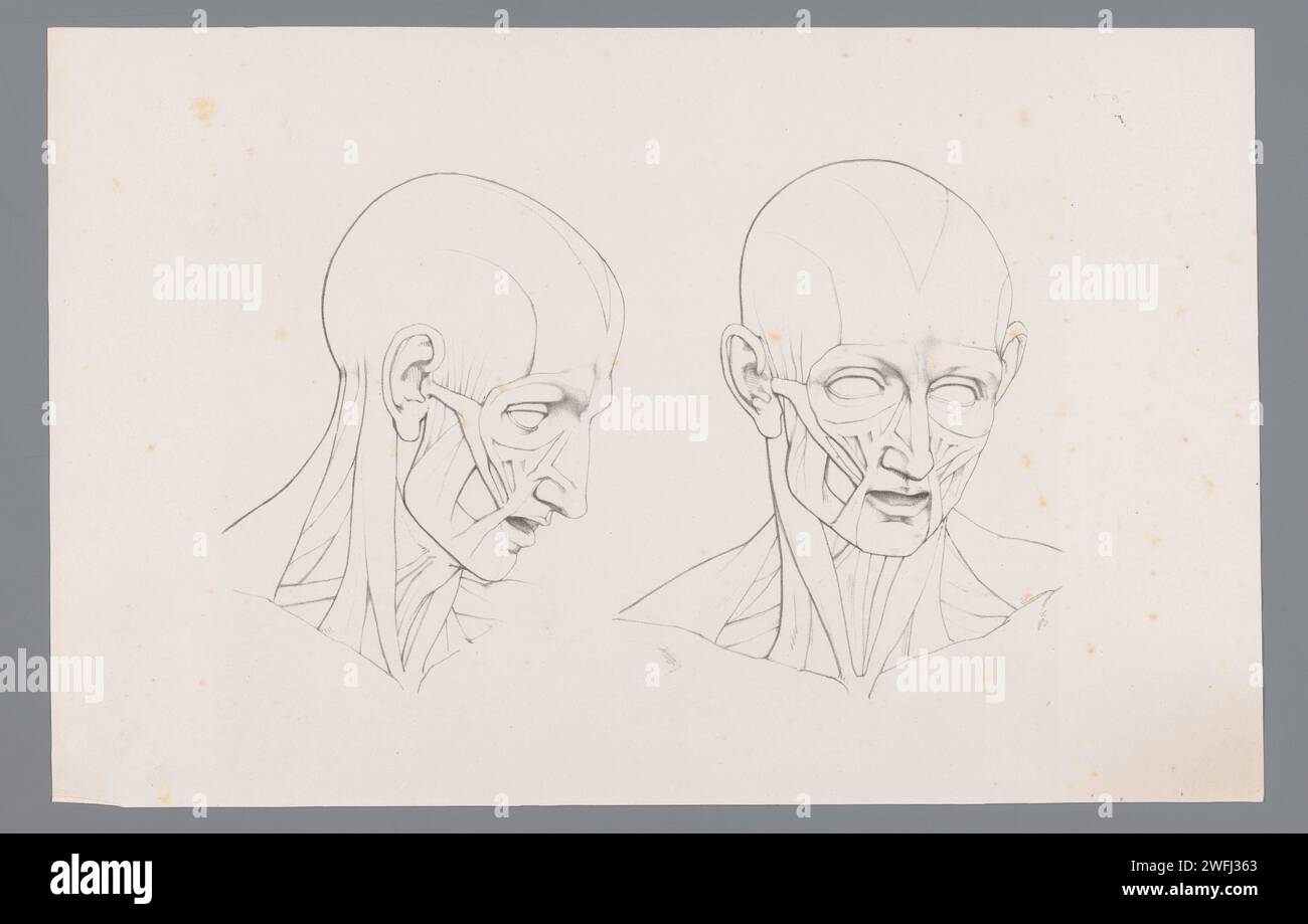 Two anatomies hi-res stock photography and images - Alamy