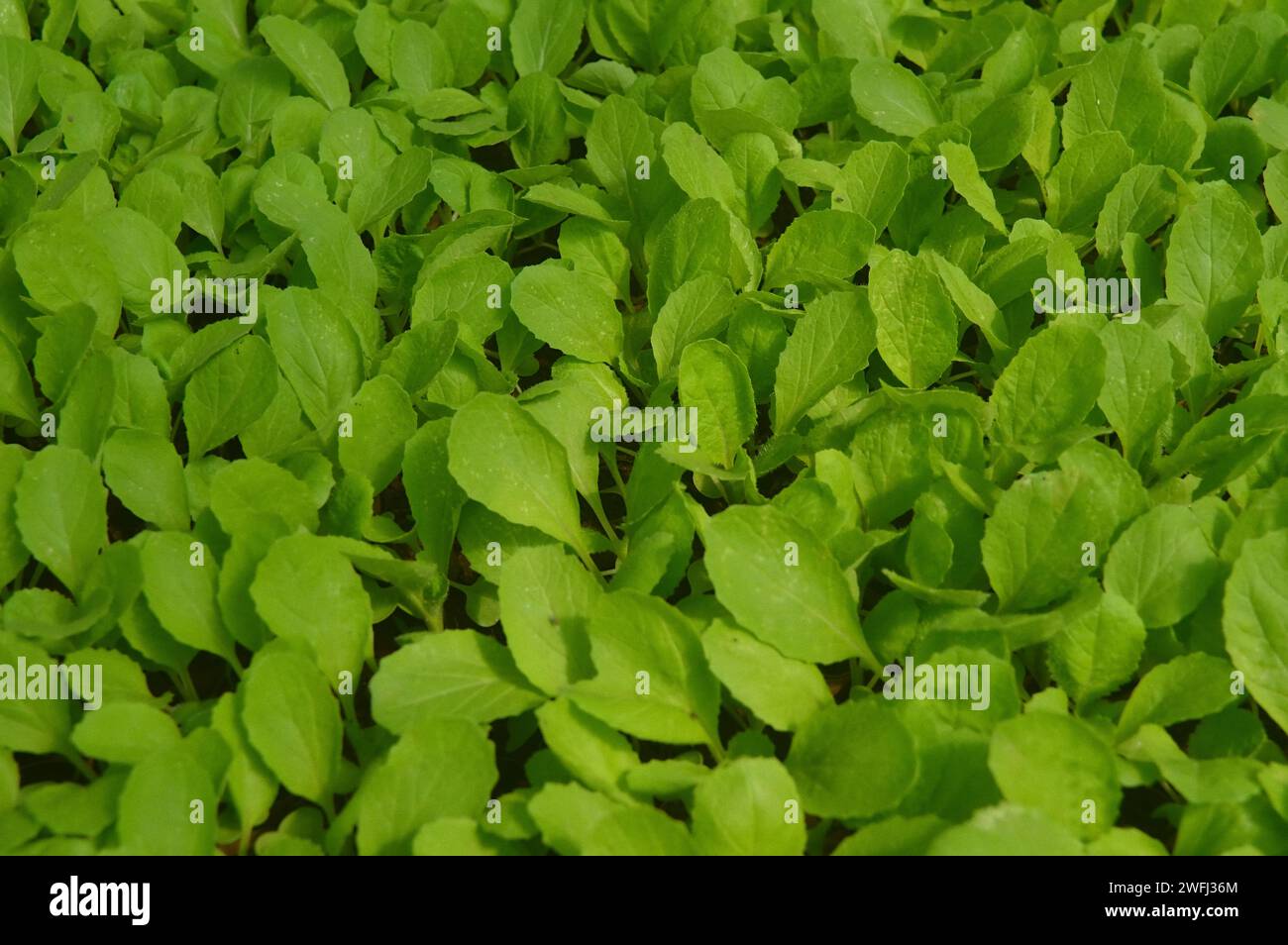 white mustard leaves that are still young and ripe are ready to be ...