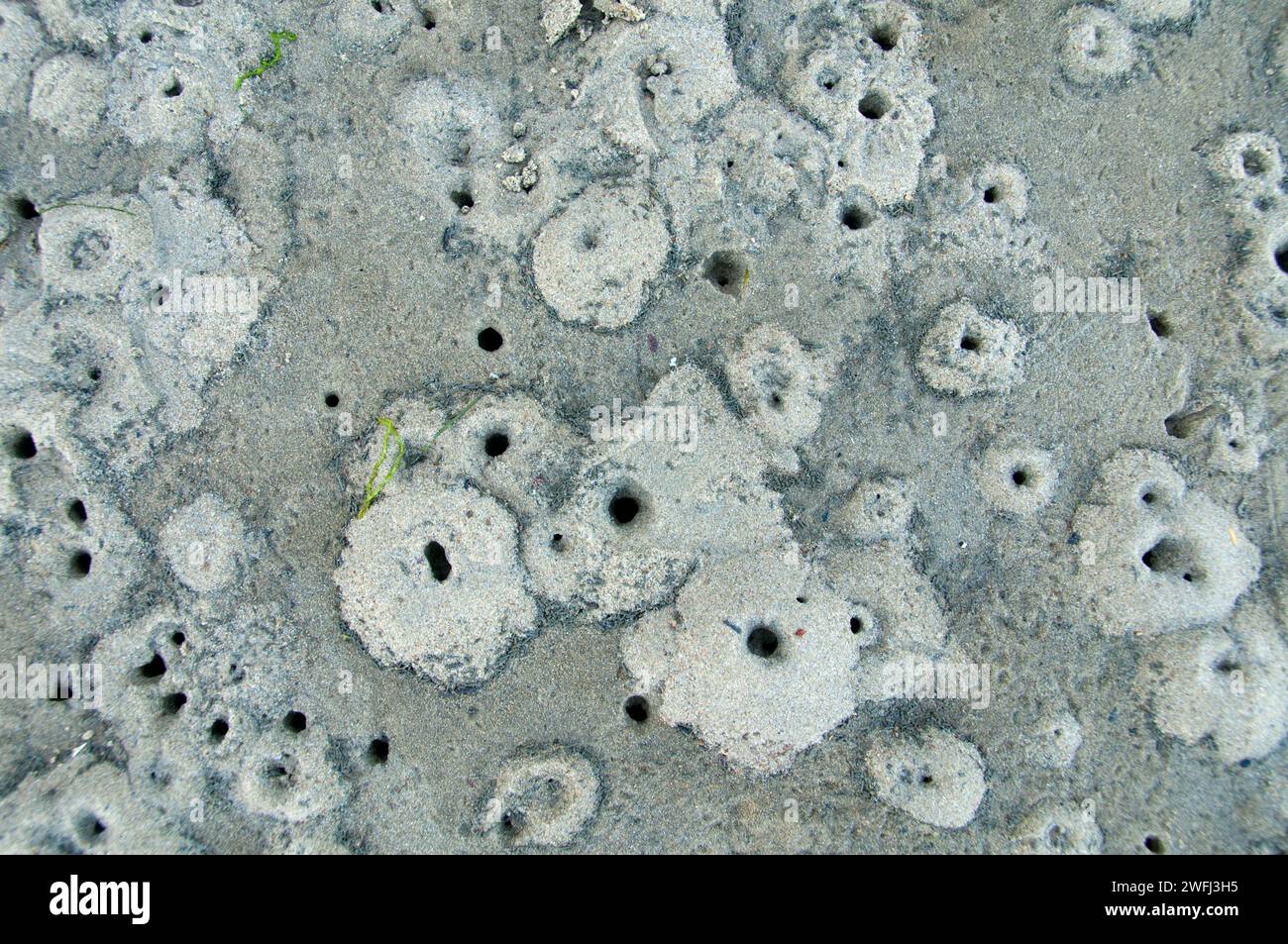 Shrimp burrows hi-res stock photography and images - Alamy