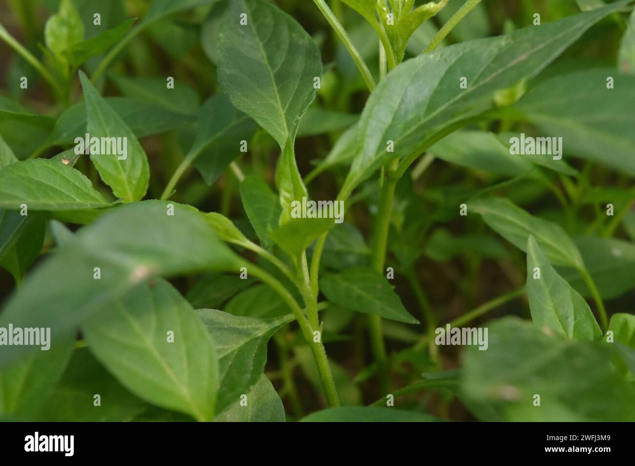 the green leaves of chili seedlings indicate they are ready Stock Photo ...