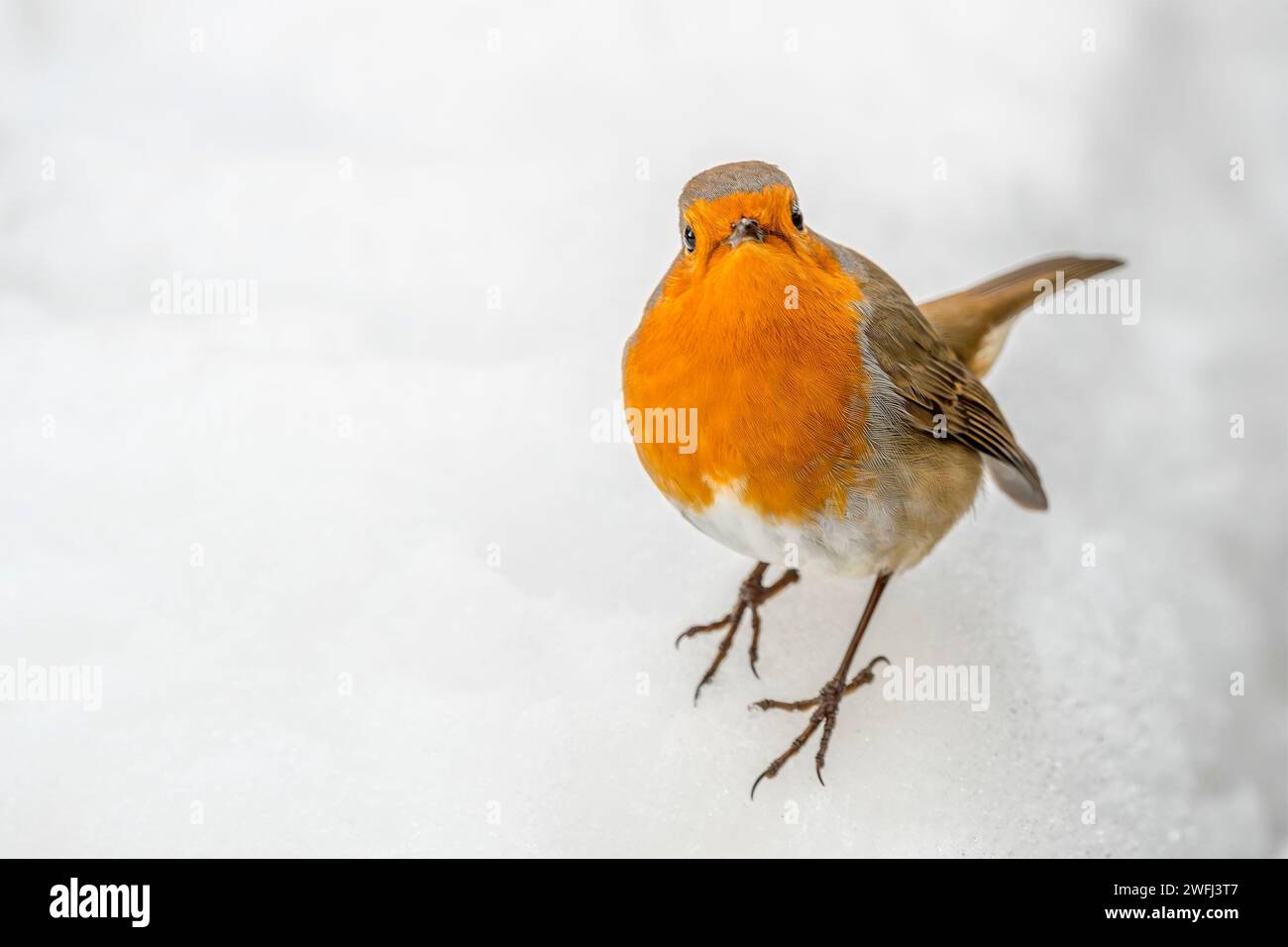 Robin looking directly into camera hi-res stock photography and images ...