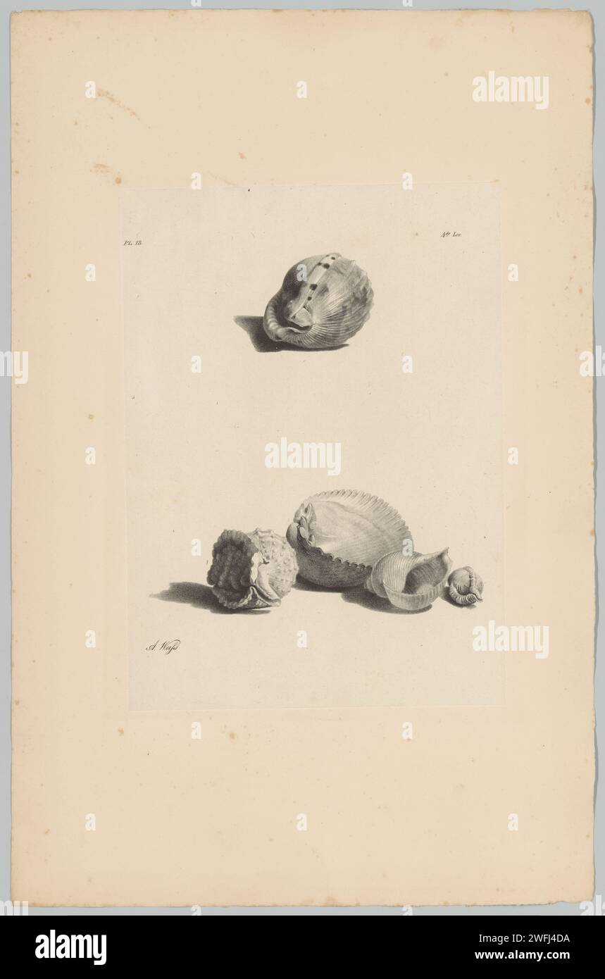 Shells, Anton Weiss, 1820 - 1833 print Up to the top right 4th Lev ...