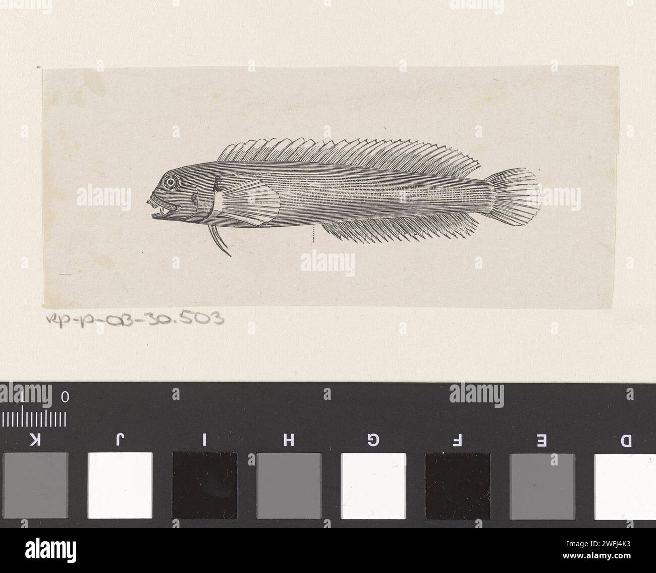 Zeewolf, Isaac Weissenbruch, 1836 - 1912 print Netherlands paper Stock ...