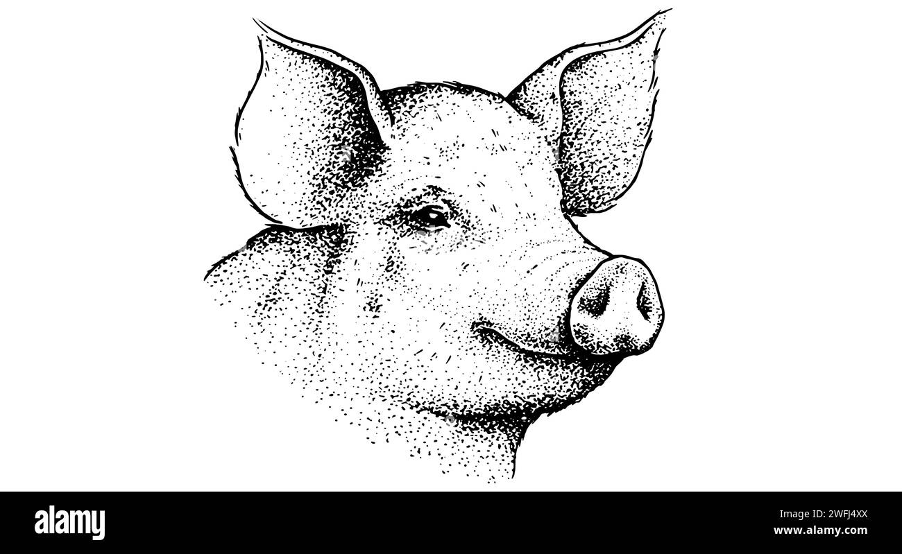 Pork, pig head. Vintage retro print, black white pig sketch ink pencil ...