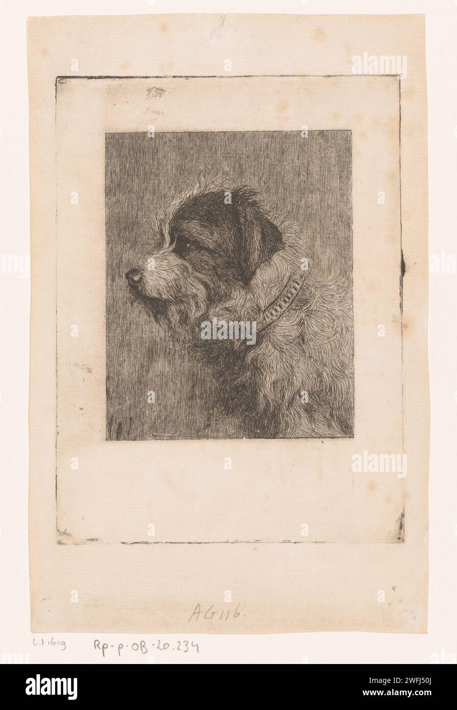 Dogkop, Anonymous, 1850 - 1949 print paper etching dog (+ head of an ...