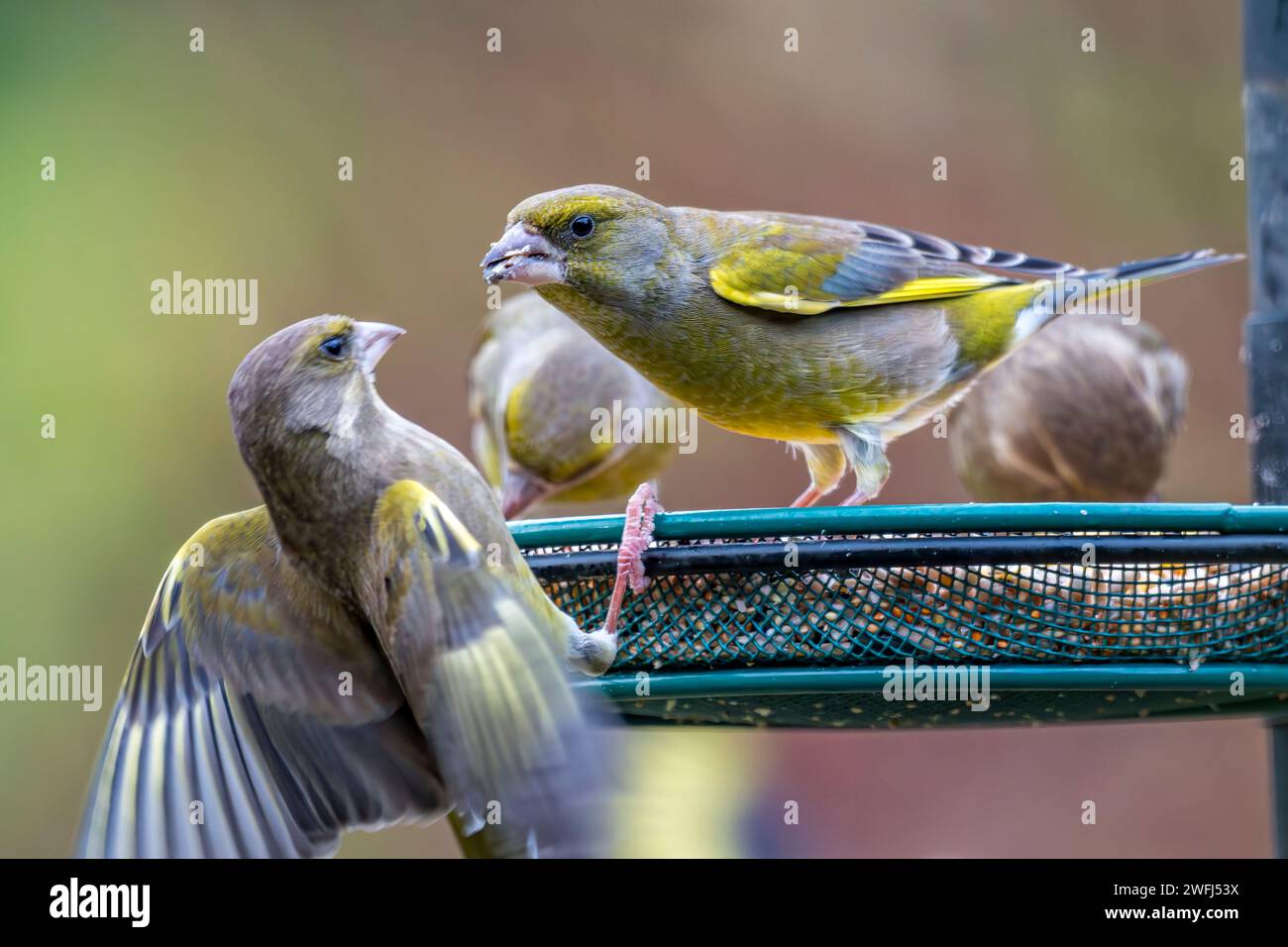 A tense moment captured as two greenfinches confront each other on a ...