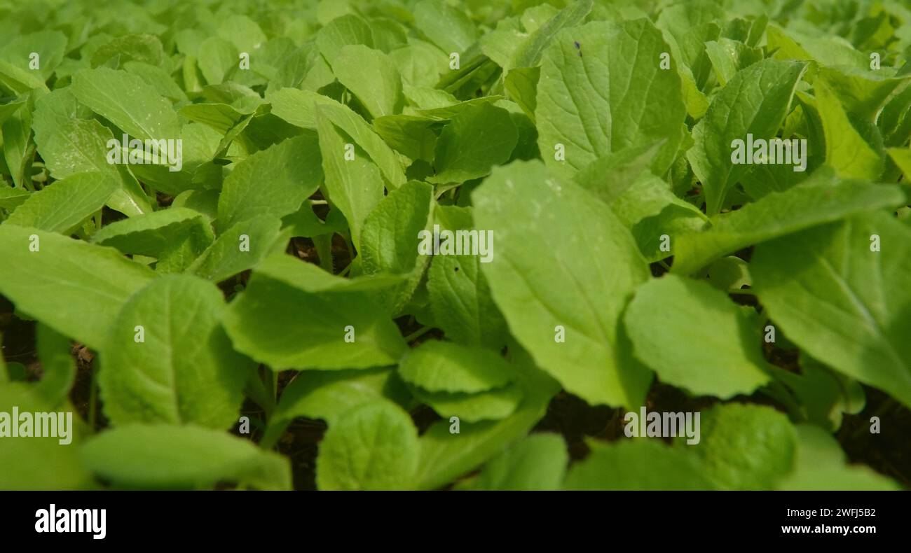 the color of the baby chicory leaves is so ripe Stock Photo - Alamy