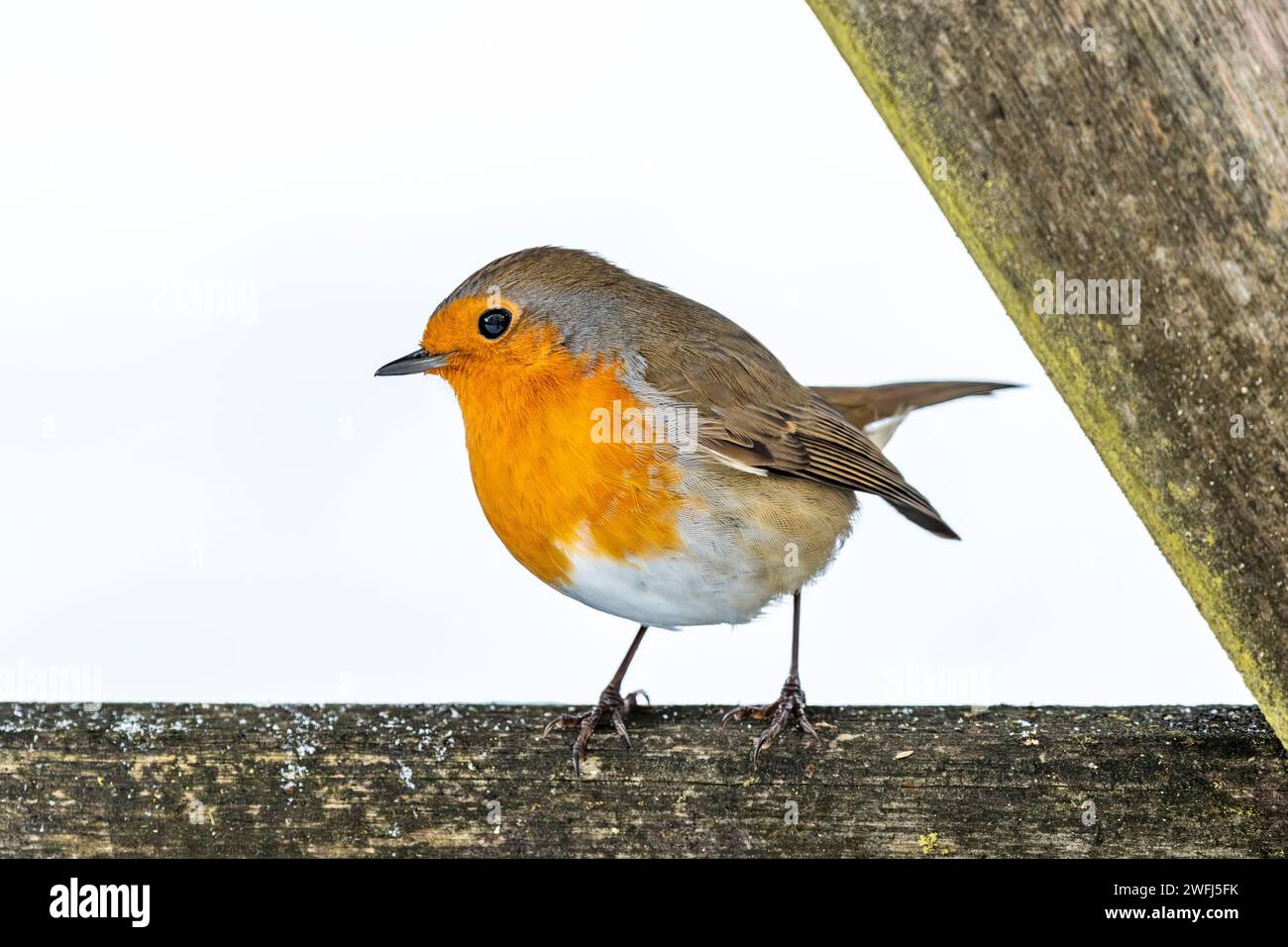 Robin winter scene hi-res stock photography and images - Alamy