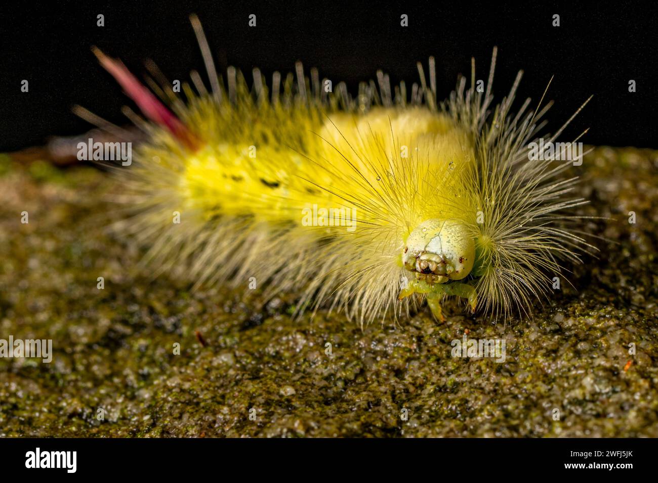 Caterpillar anatomy hi-res stock photography and images - Alamy