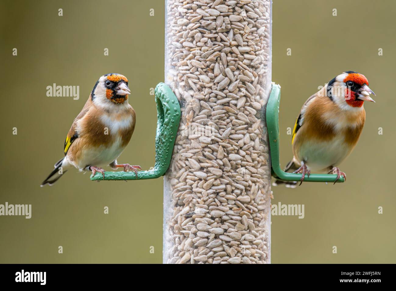 Vibrant goldfinches hi-res stock photography and images - Alamy