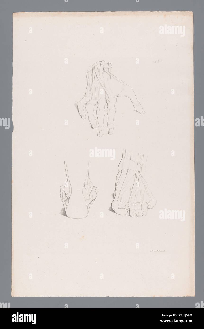 Three anatomies hi-res stock photography and images - Alamy