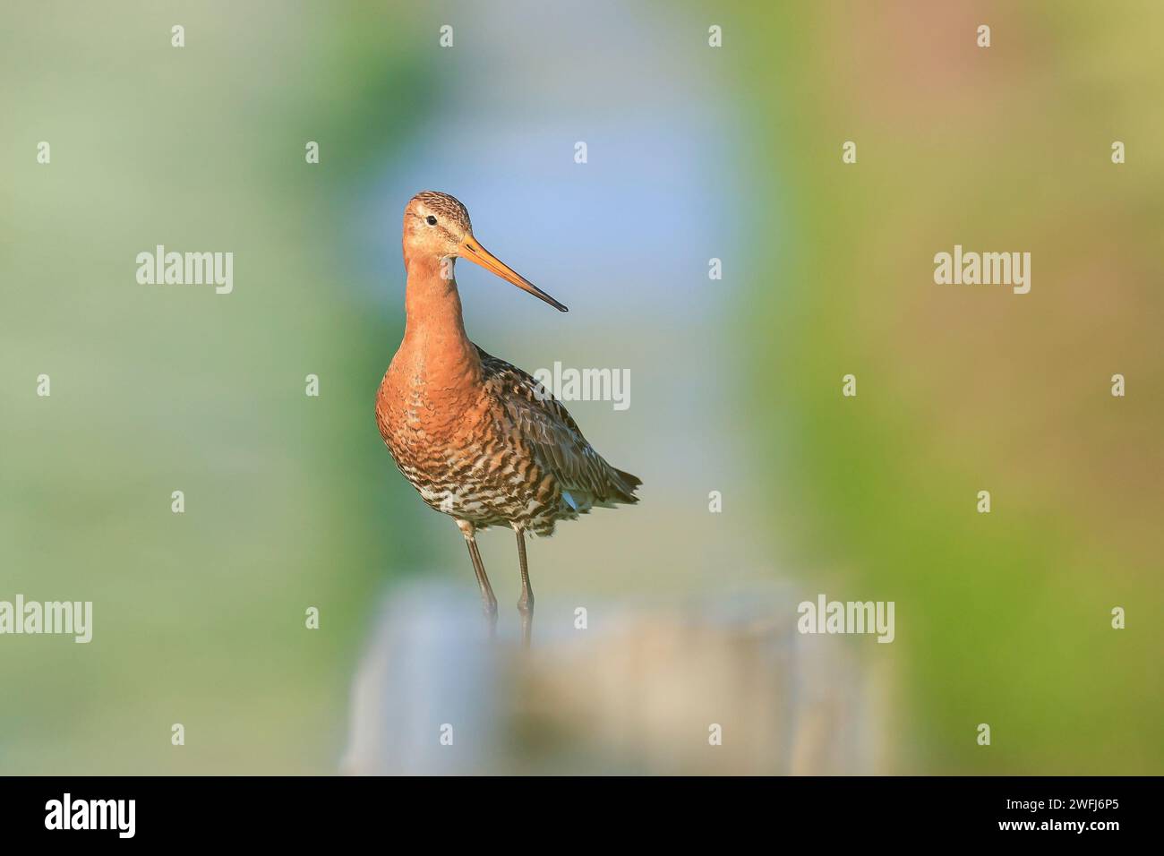 A black-tailed godwit, Limosa Limosa, wader bird perched on a pole in ...