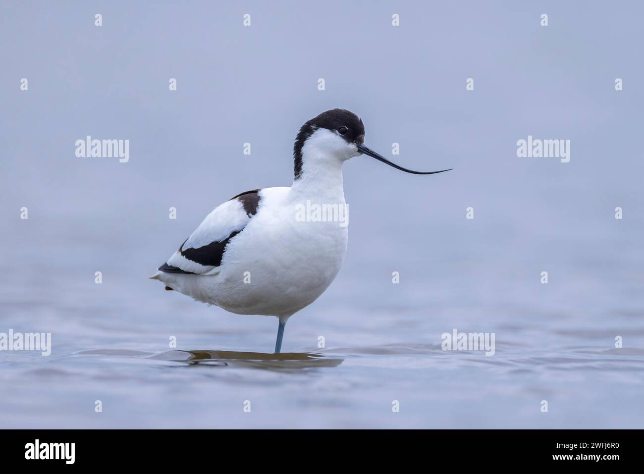 Pied Avocet Recurvirostra avosetta wader bird chick foraging in water ...